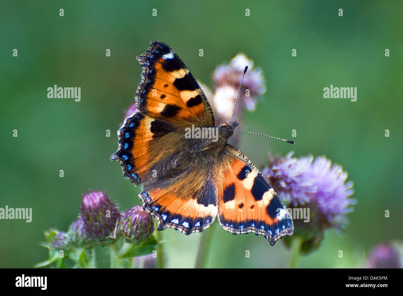 Small Tortoiseshell butterfly (Aglais urticae Stock Photo - Alamy