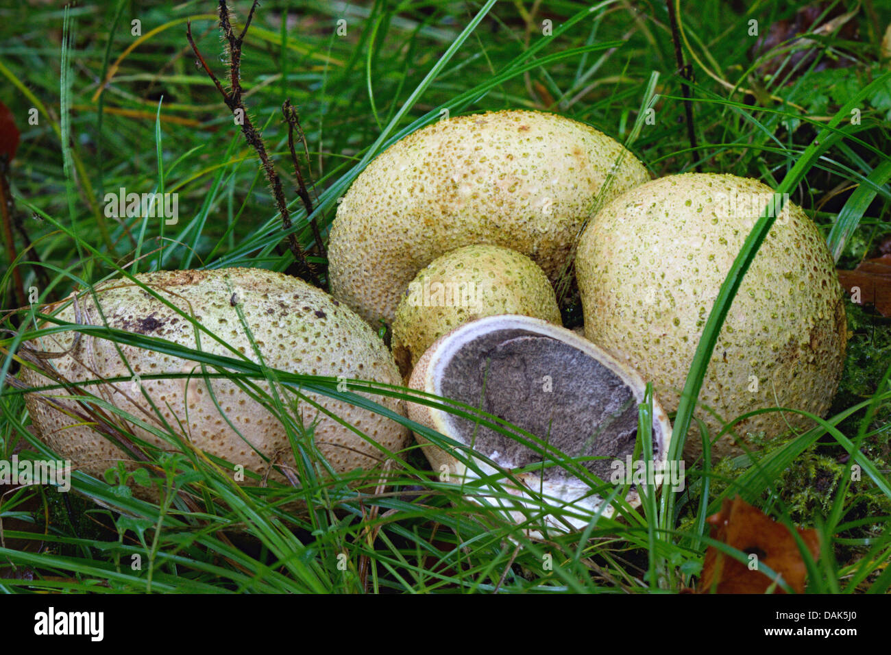 common earthball (Scleroderma citrinum), five fruiting bodies on forest ...