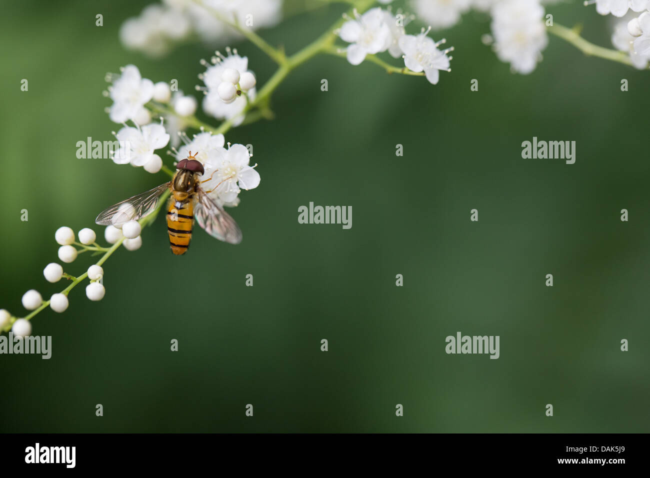 Cute macro honey bee hi-res stock photography and images - Alamy