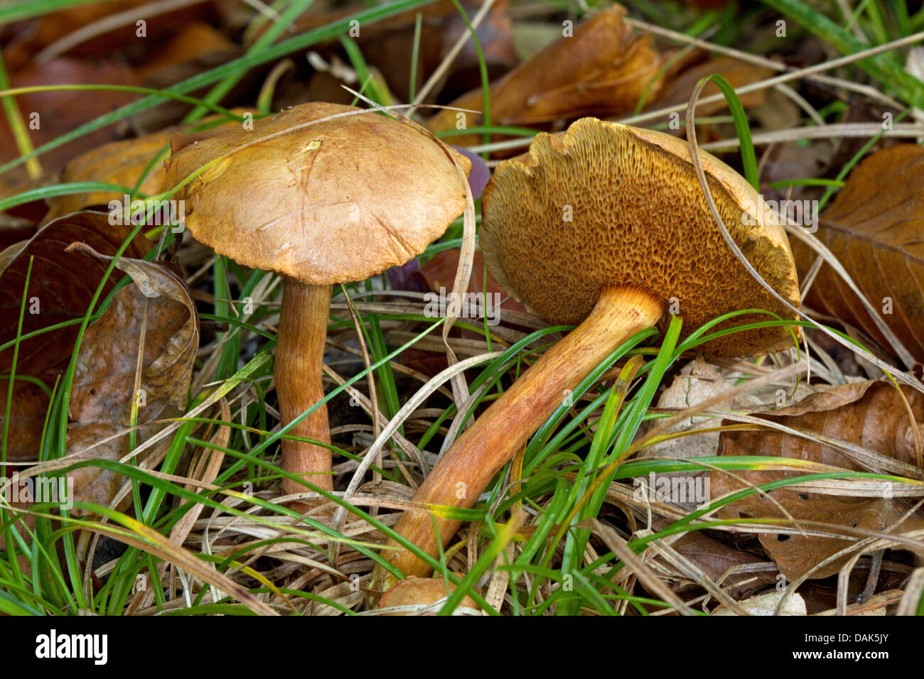 peppery bolete (Chalciporus piperatus), two fruiting bodies, one of ...