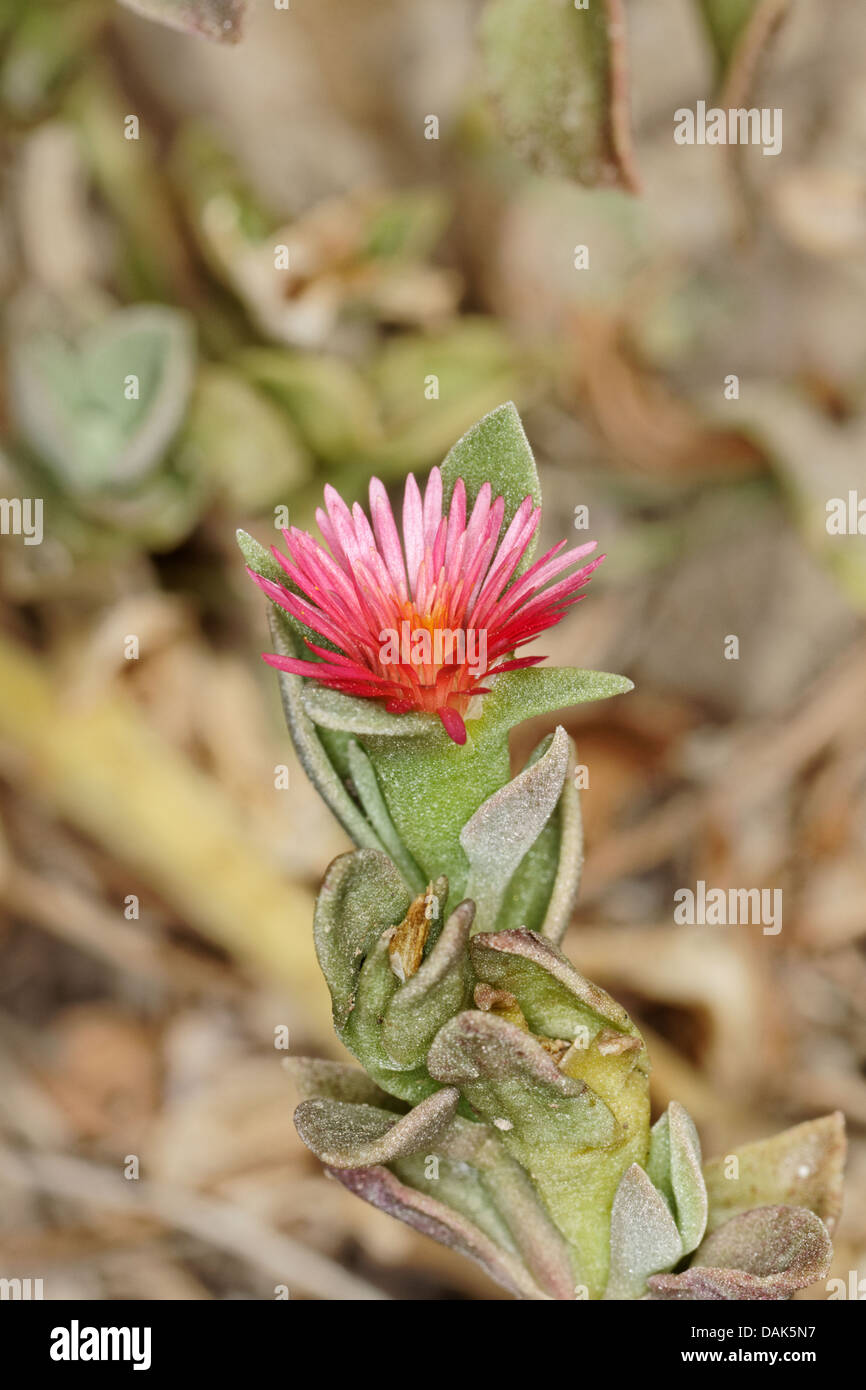 Malephora crocea, Aizoaceae, Spain Stock Photo - Alamy