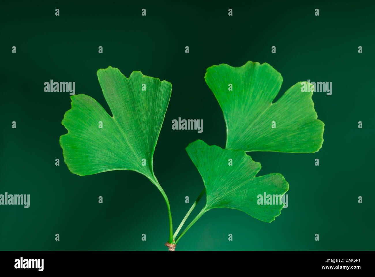 Gingo sapling hi-res stock photography and images - Alamy