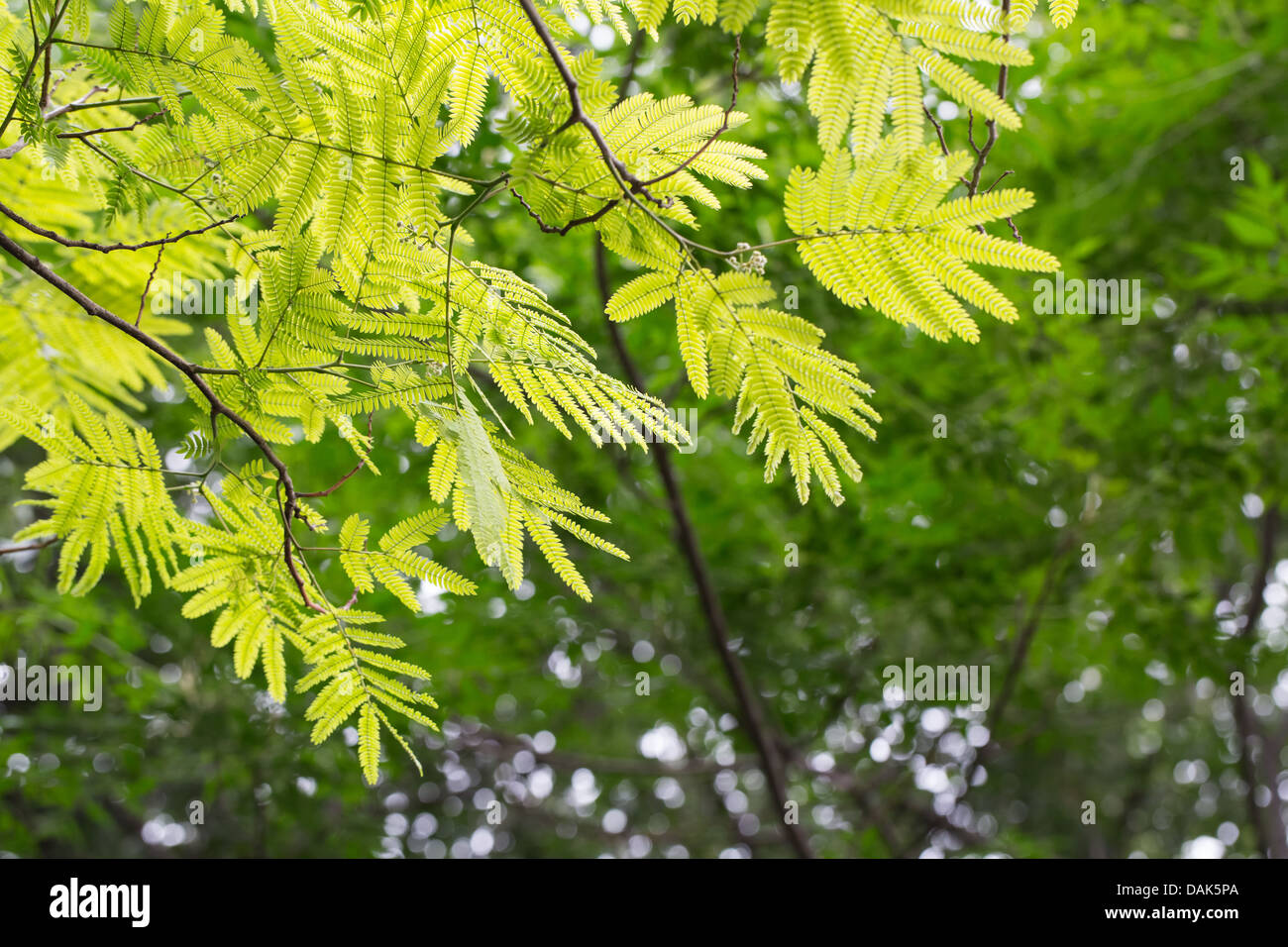 Leaf of acacia hi-res stock photography and images - Alamy