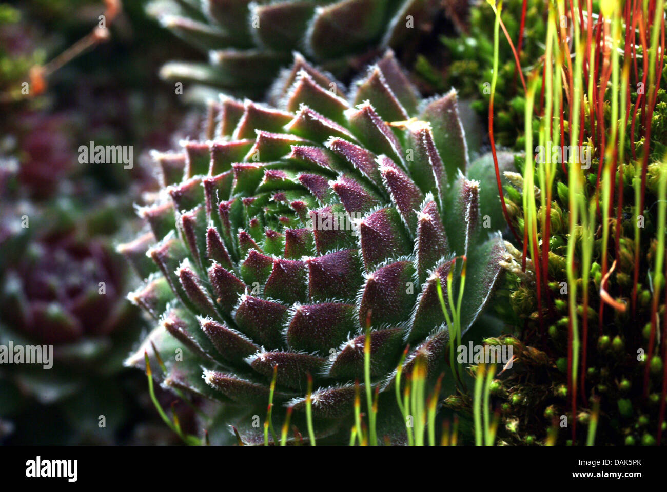 hen-and-chickens, house-leek, houseleek, common houseleek (Sempervivum ...