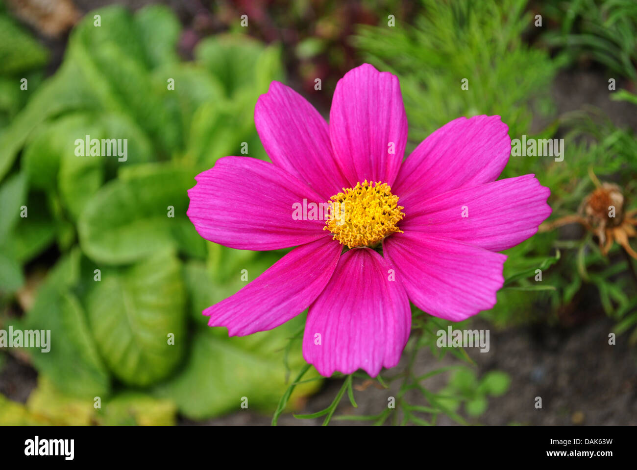 Mexican aster flower Latin name Cosmos bipinnatus Stock Photo - Alamy