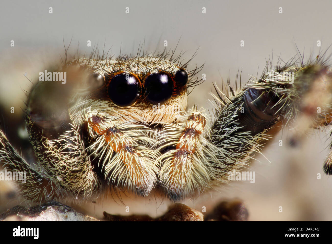 jumping spider (Marpissa muscosa, Marpissa rumpfii), portrait, Germany ...
