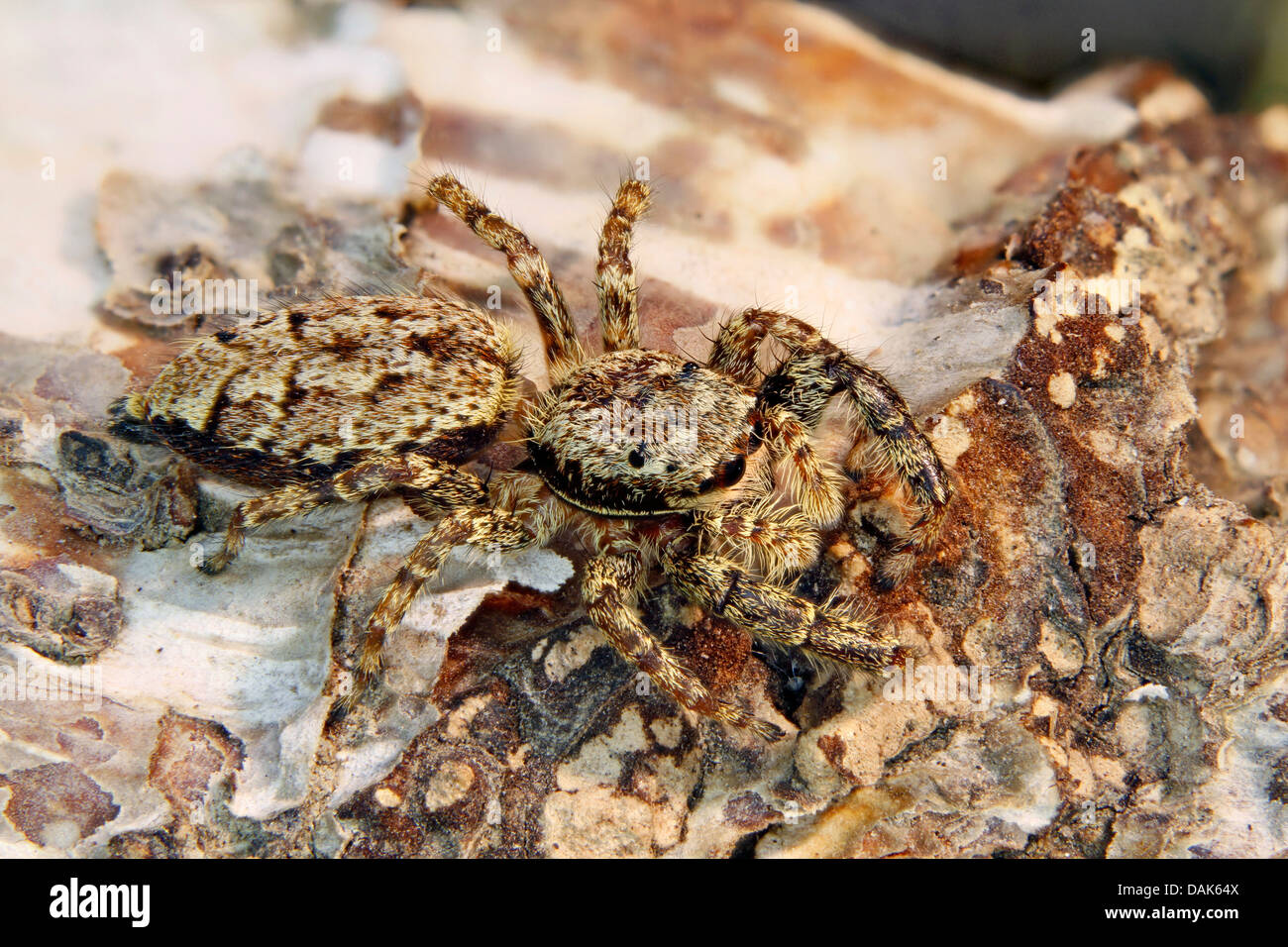 jumping spider (Marpissa muscosa, Marpissa rumpfii), well camouflaged ...