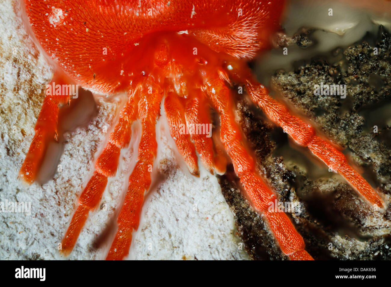 velvet mite (Trombidium holosericeum), portrait, Germany, Mecklenburg ...