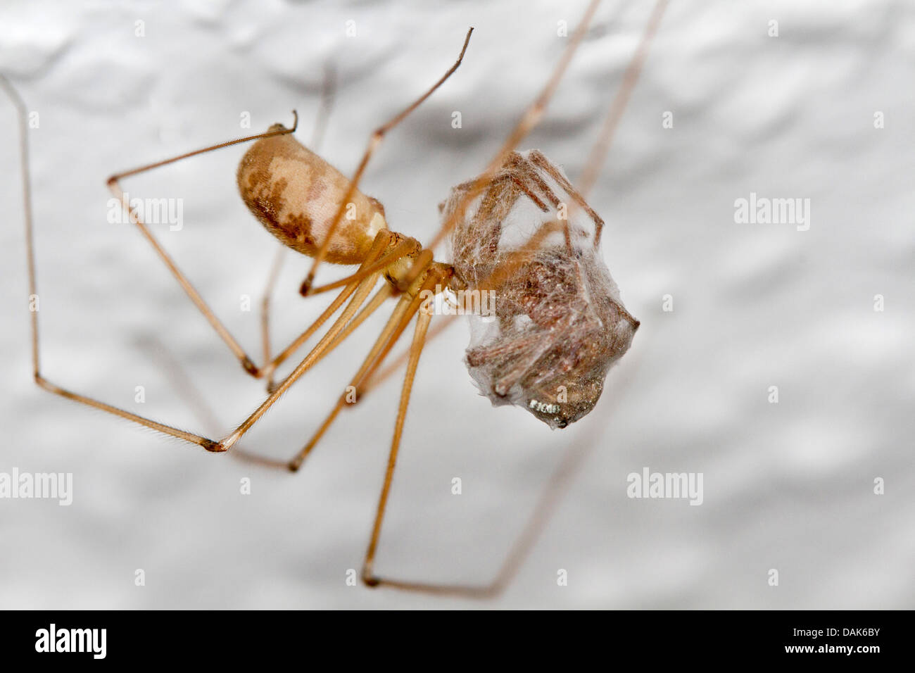 Long-bodied cellar spider, Longbodied cellar spider (Pholcus ...