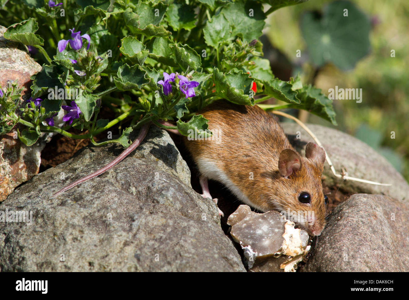 Native mouse hi-res stock photography and images - Alamy
