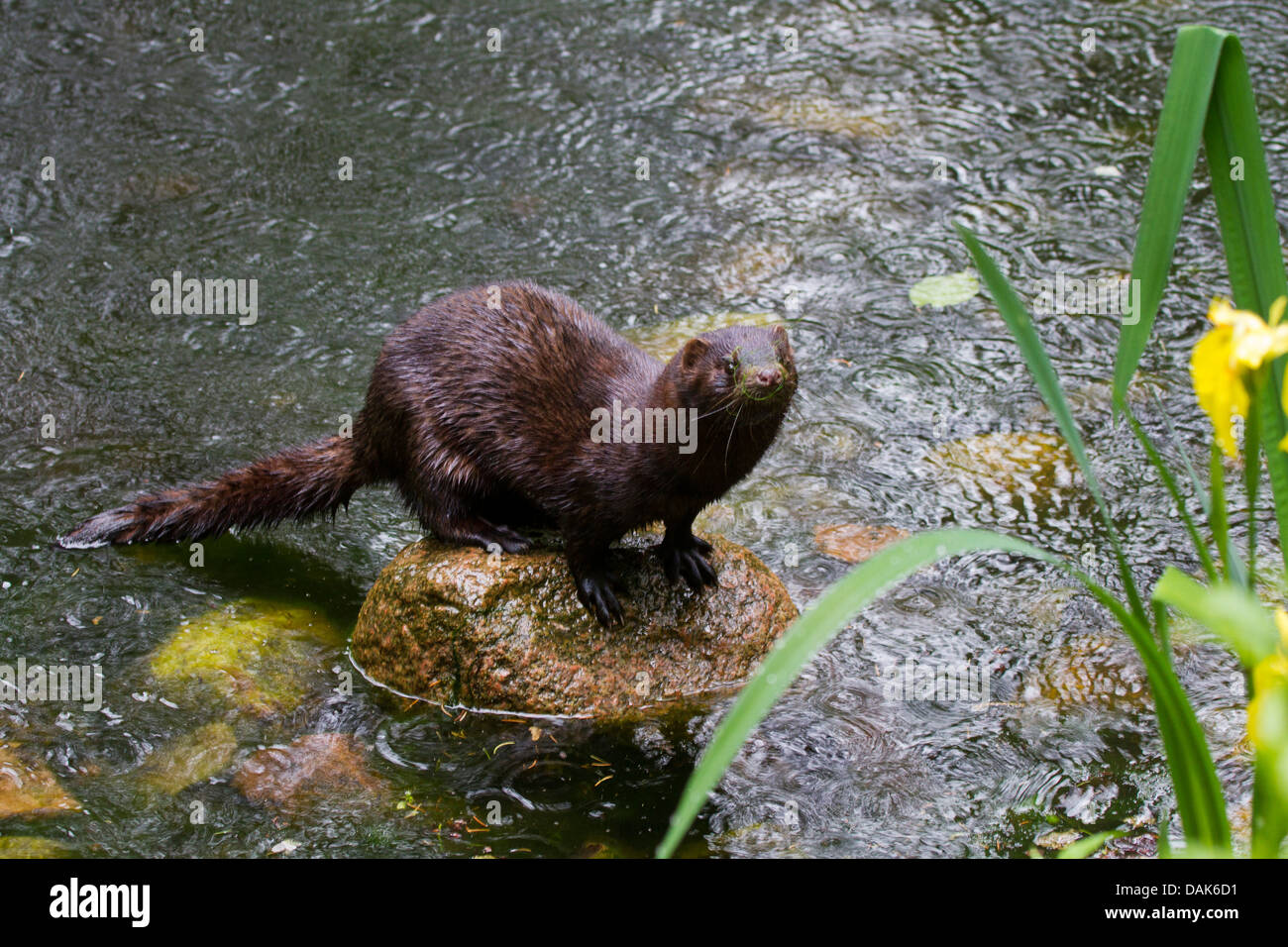 Central precipitation ponds hi-res stock photography and images - Alamy