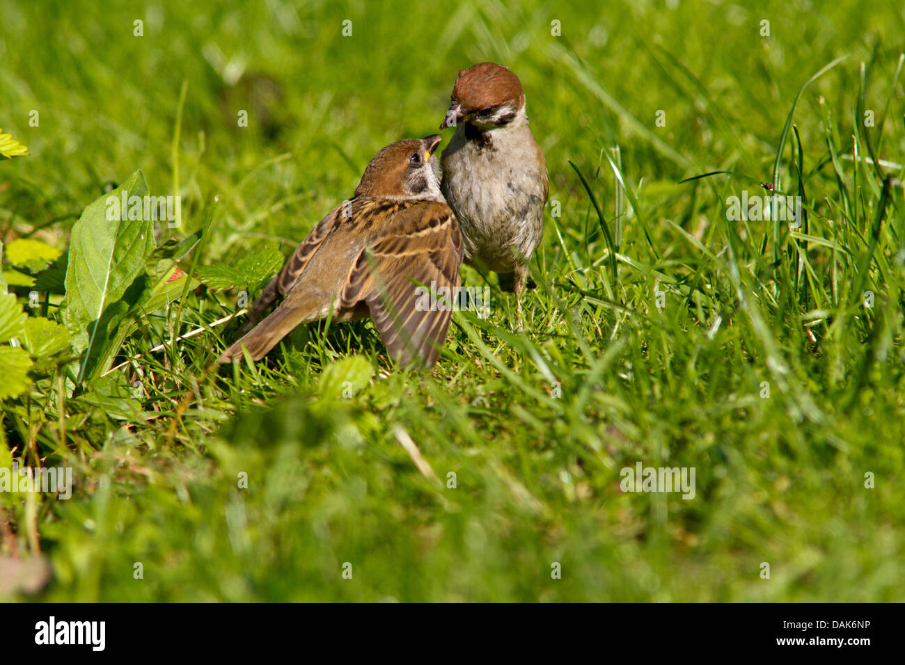Tree Sparrow Fledgling High Resolution Stock Photography and Images - Alamy