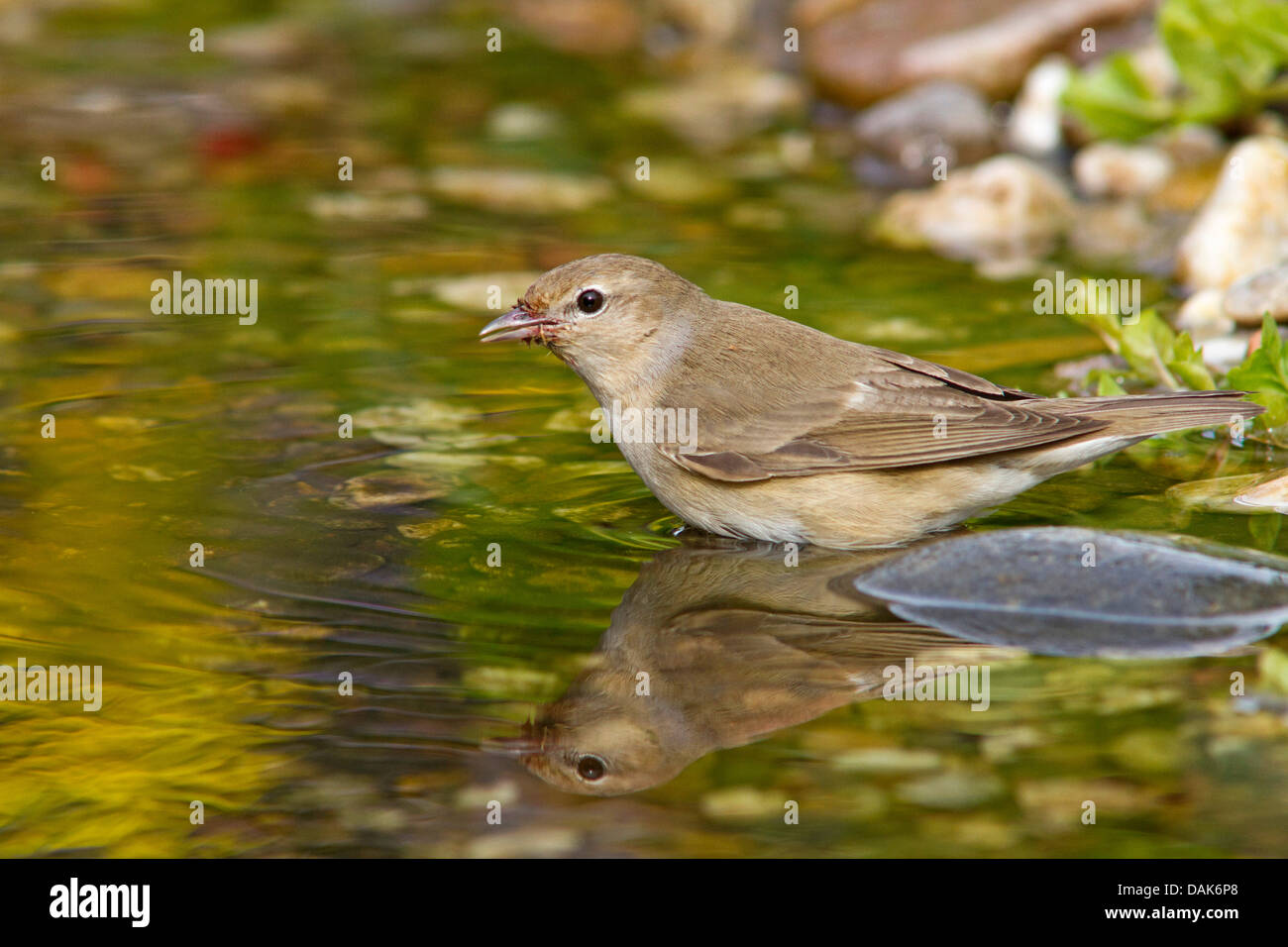 garden warbler (Sylvia borin), standing in the creek and being ...