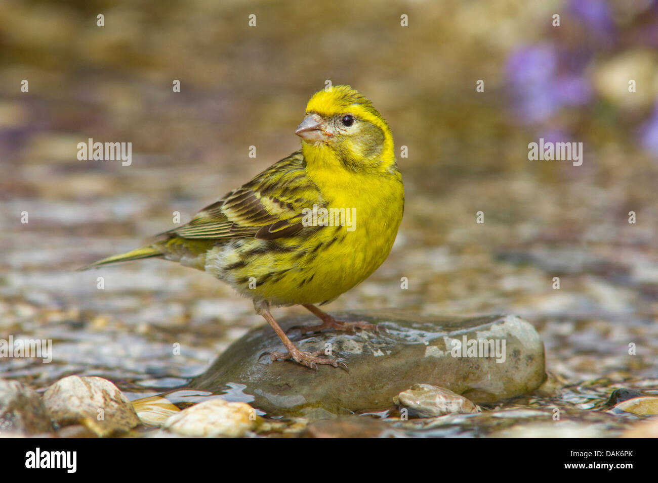 European serin (Serinus serinus), male sitting on a stone in a creek ...