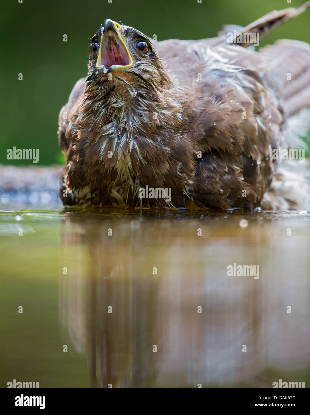 Mouth bath hi-res stock photography and images - Alamy