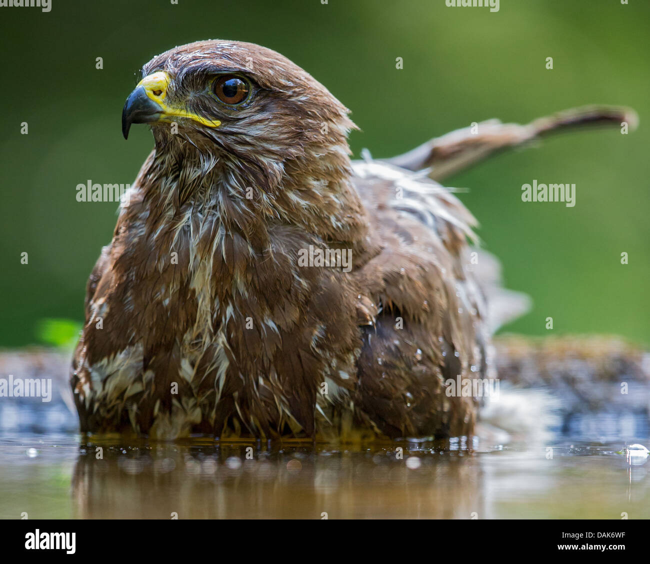 Singing in the bath hi-res stock photography and images - Alamy