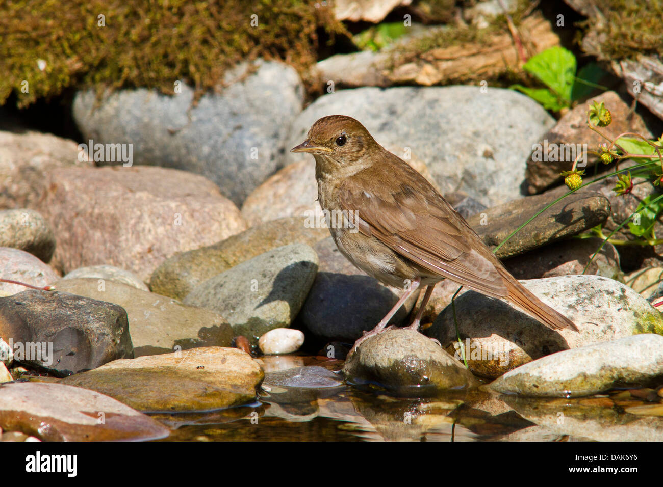 Nightingale hi-res stock photography and images - Alamy