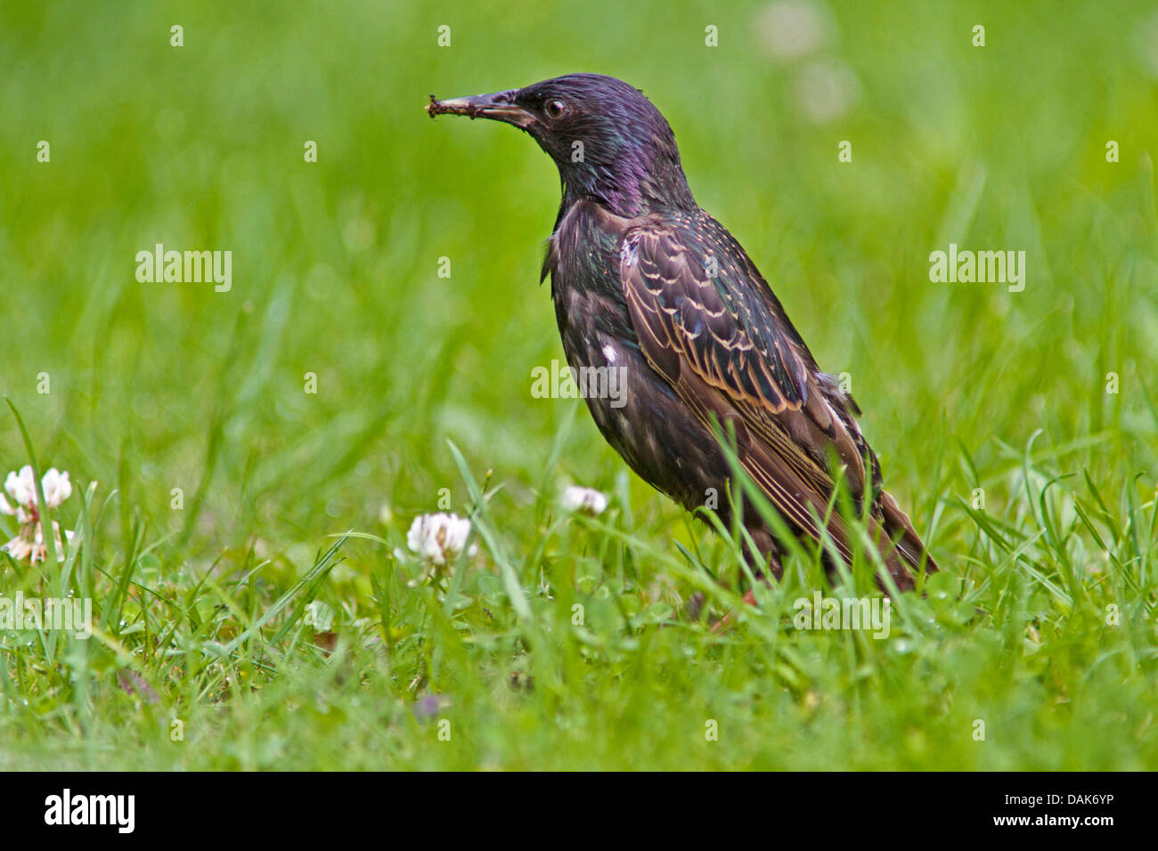 Common starling standing on hi-res stock photography and images - Alamy