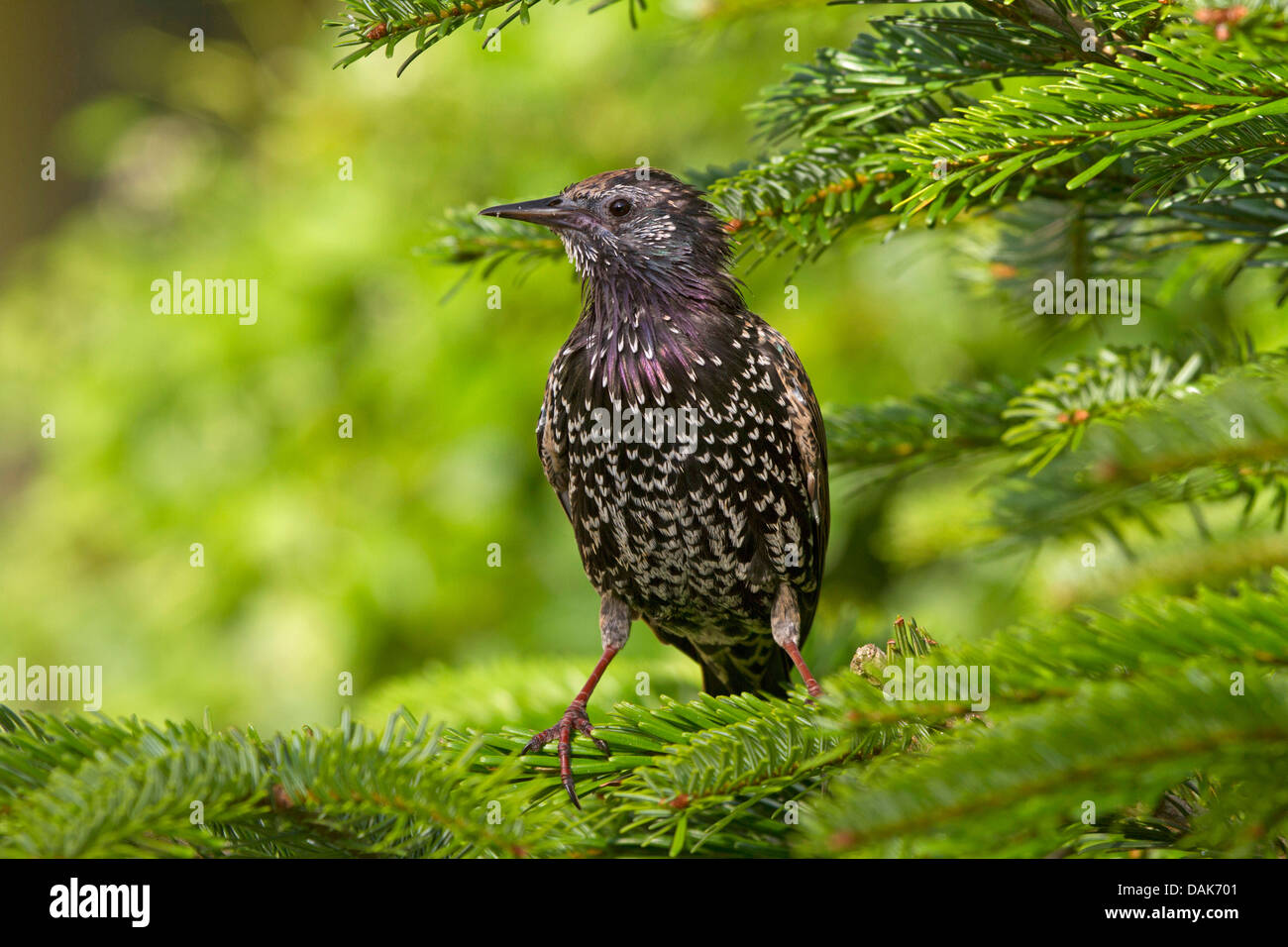 Common starling hi-res stock photography and images - Alamy