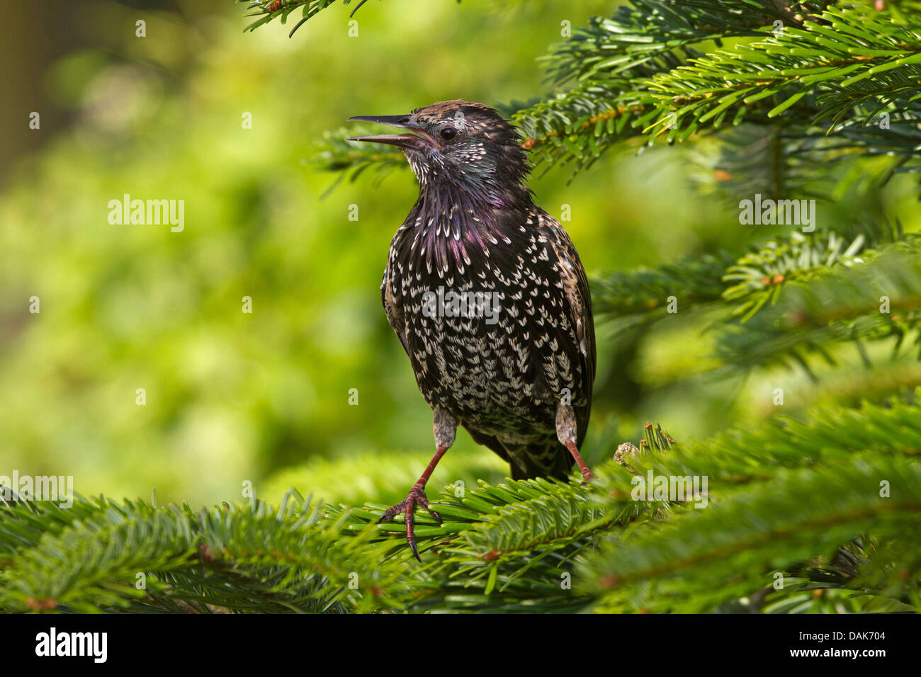 Common starling singing hi-res stock photography and images - Alamy