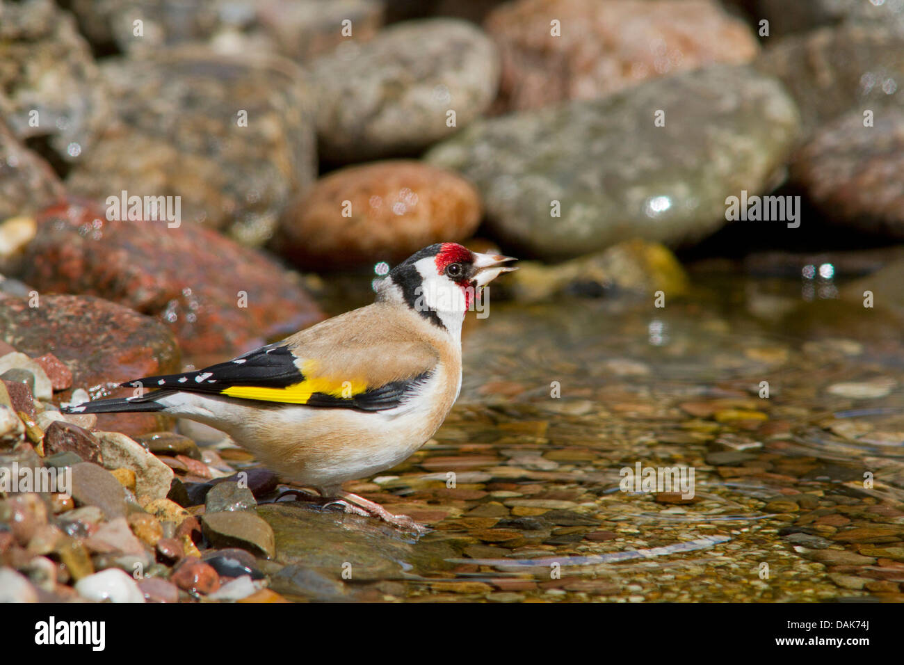 Eurasian Goldfinches At Brook High Resolution Stock Photography and ...