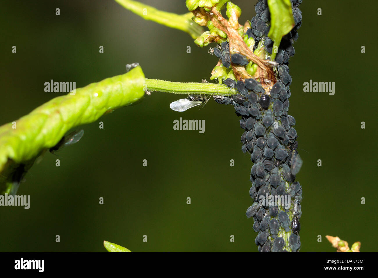 Black bean aphid Stock Photo - Alamy