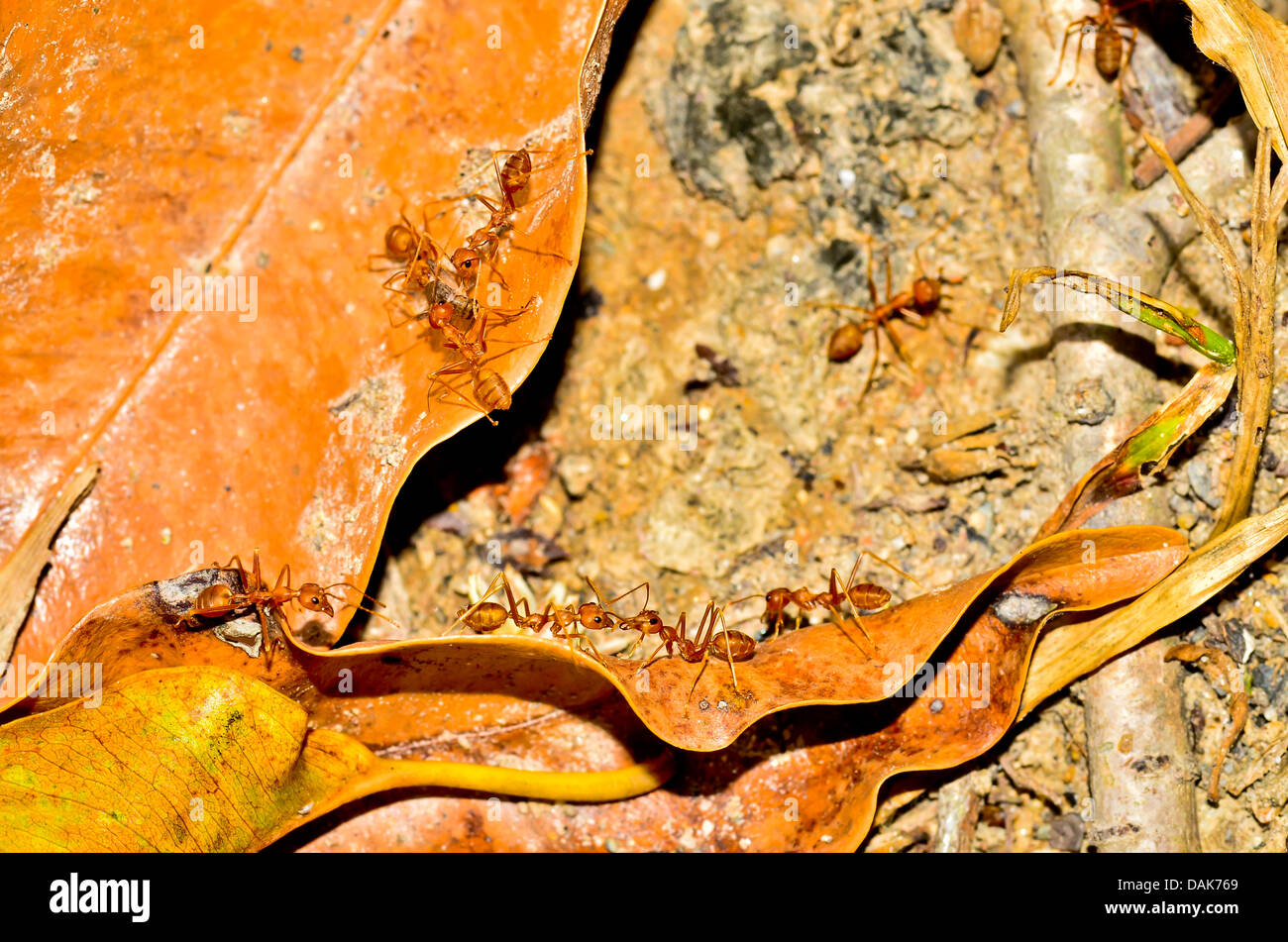 Ant group behavior hi-res stock photography and images - Alamy