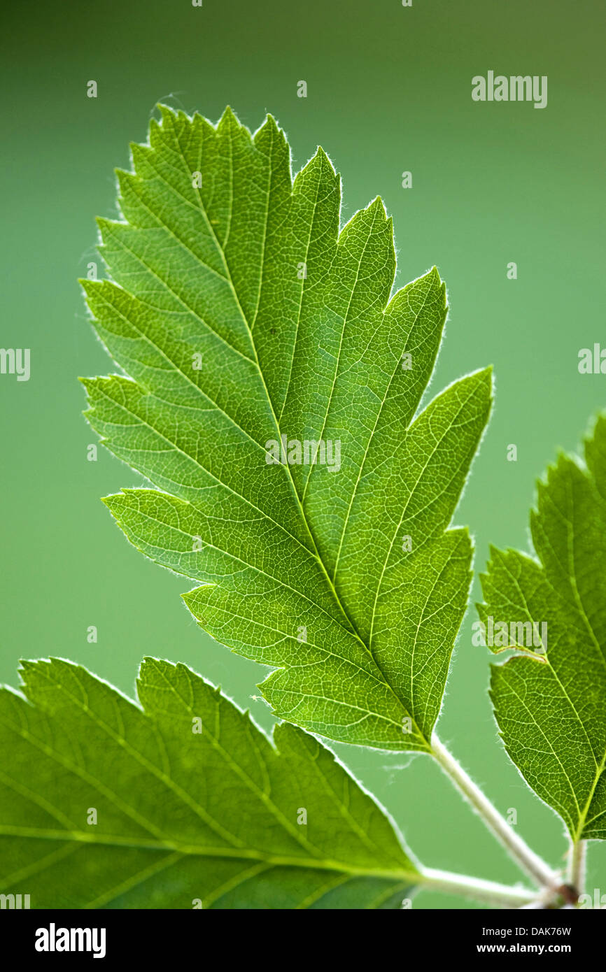 common whitebeam (Sorbus aria), leaf on a branch, Germany Stock Photo ...