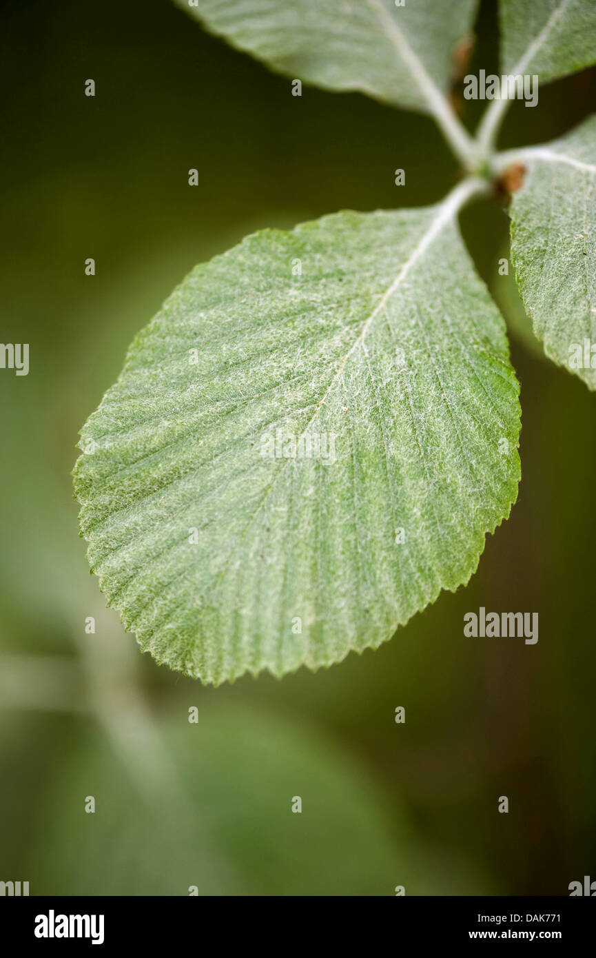 common whitebeam (Sorbus aria), leaf on a branch, Germany Stock Photo ...