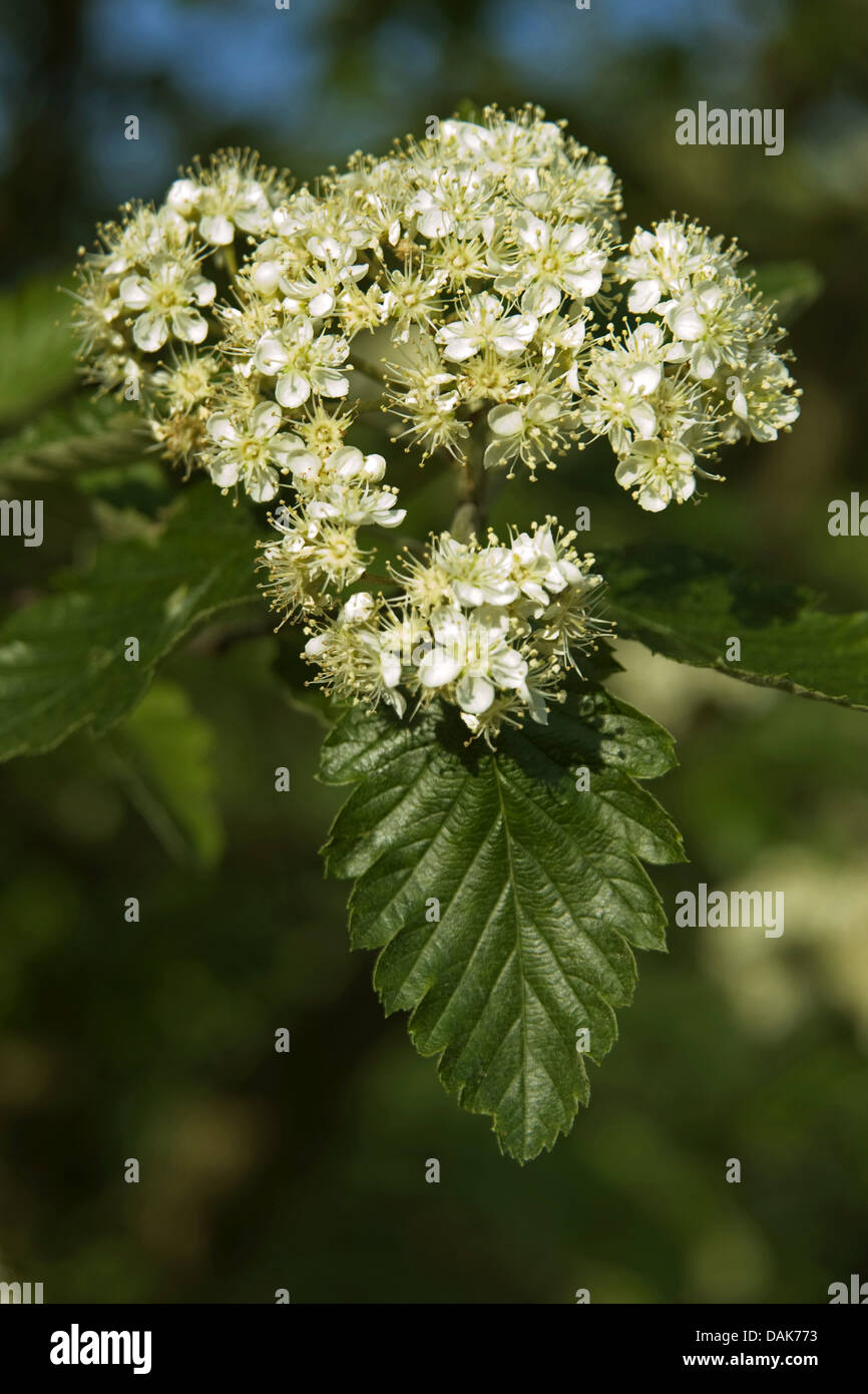 Sorbus Aria High Resolution Stock Photography and Images - Alamy