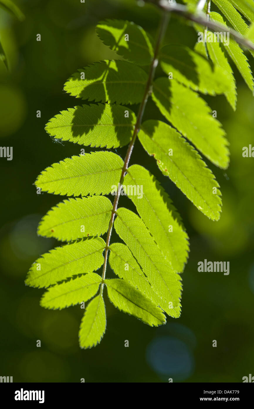 European mountain-ash, rowan tree (Sorbus aucuparia), leaves on a ...