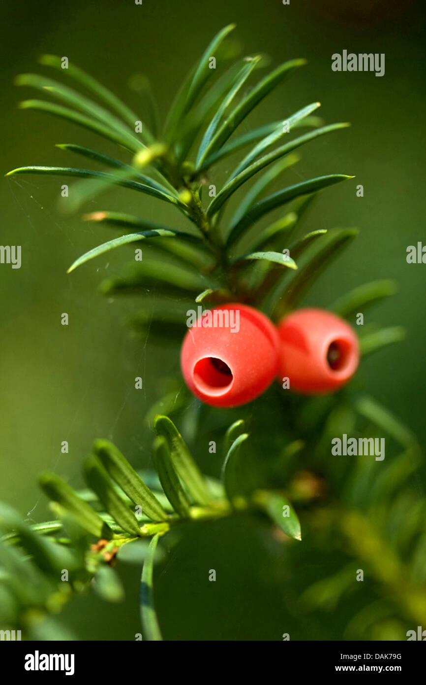 Yew taxus baccata hi-res stock photography and images - Alamy
