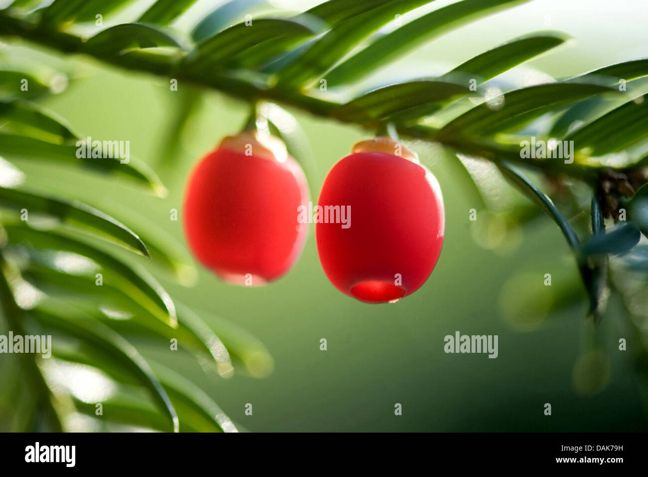 Mature yew tree hi-res stock photography and images - Alamy