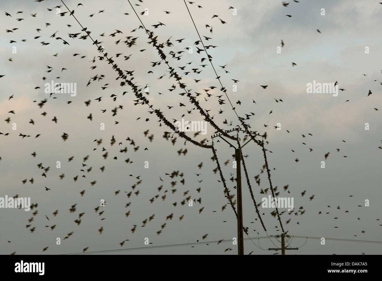 common starling (Sturnus vulgaris), flying flock and starling on a ...