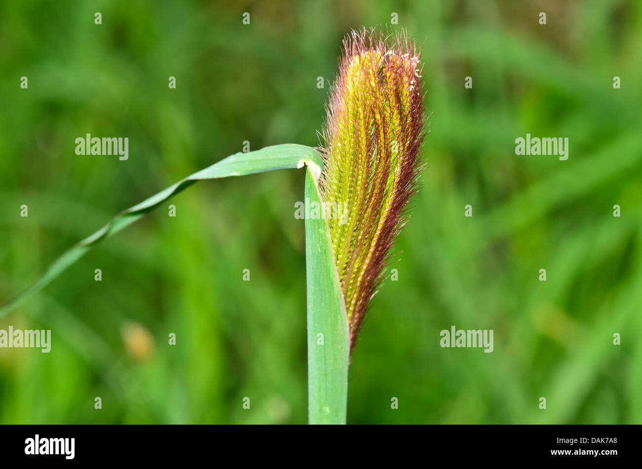 bud flower grass Stock Photo - Alamy