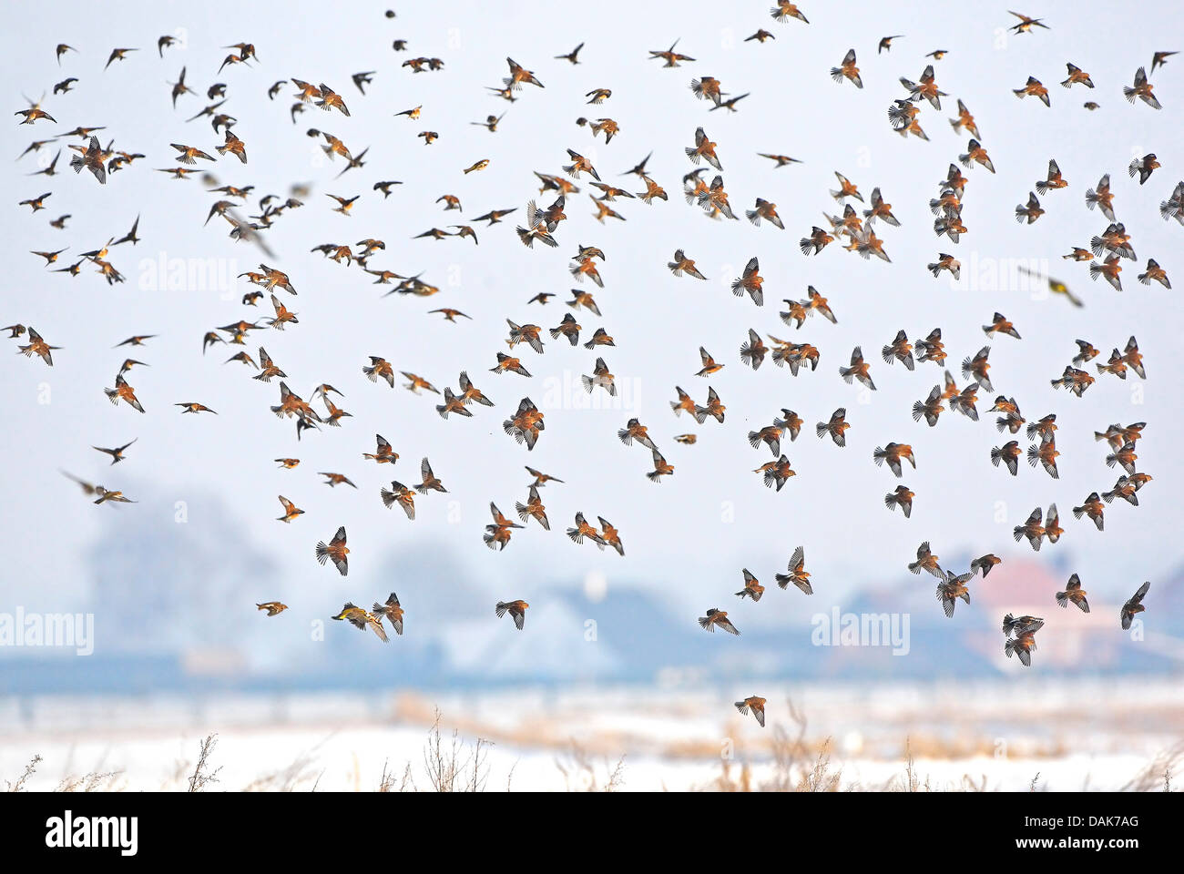 Linnets winter hi-res stock photography and images - Alamy