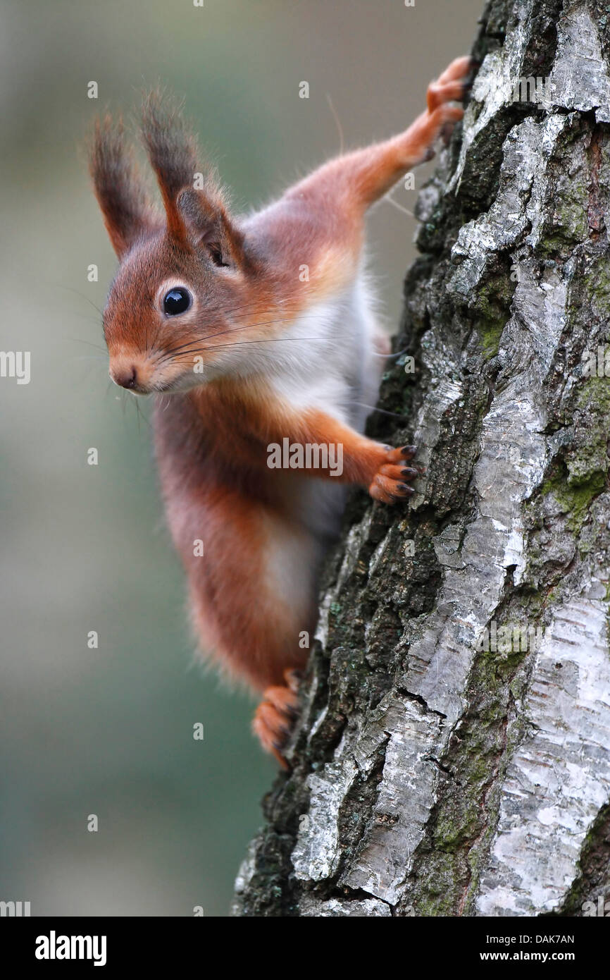 European red squirrel, Eurasian red squirrel (Sciurus vulgaris), at a ...
