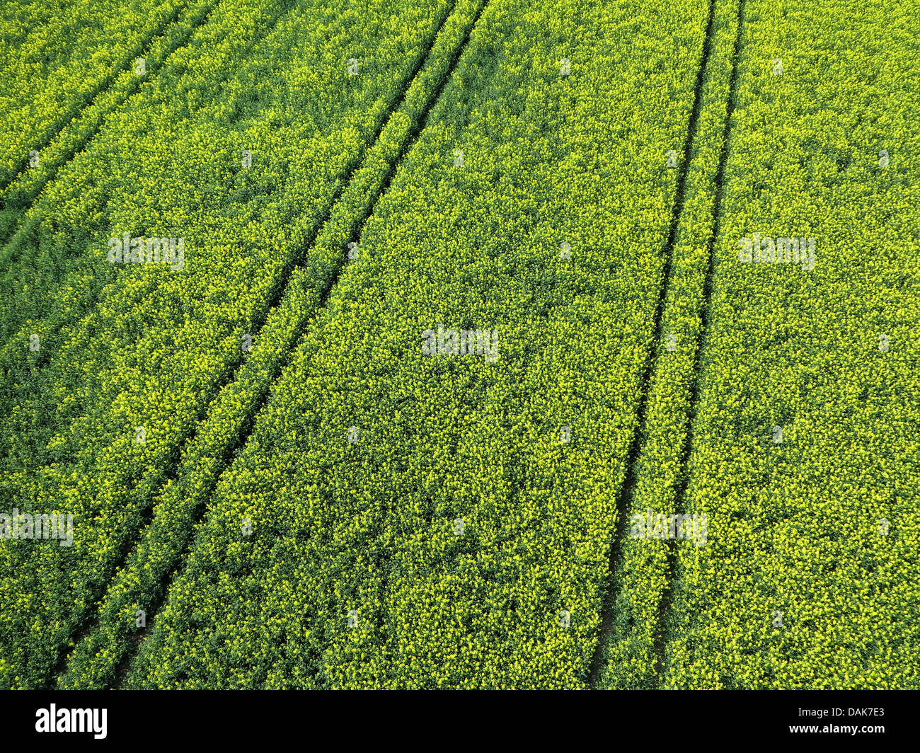 rape, turnip (Brassica napus), aerial view of a blooming rape field ...
