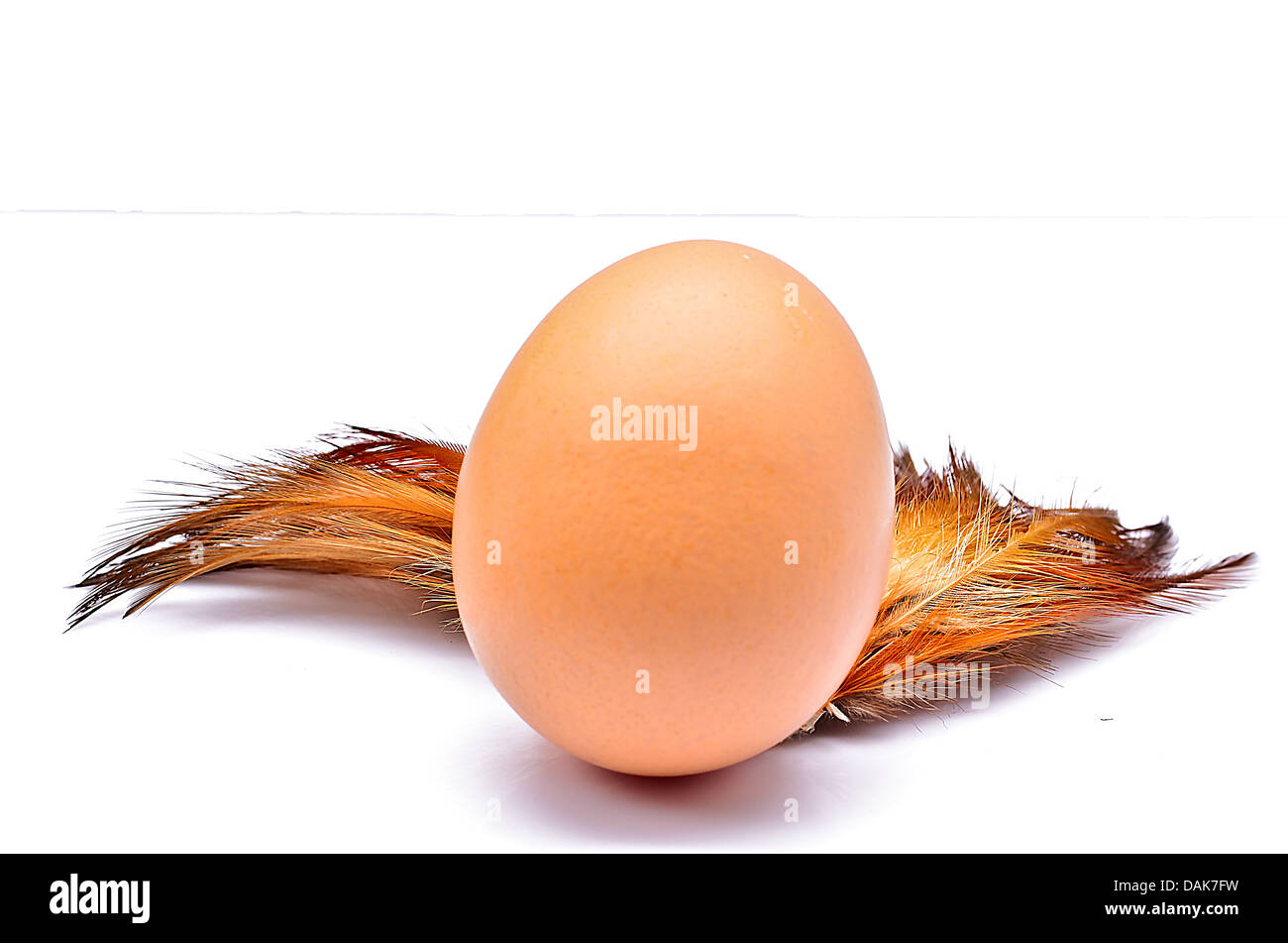 Feather behind egg Stock Photo - Alamy
