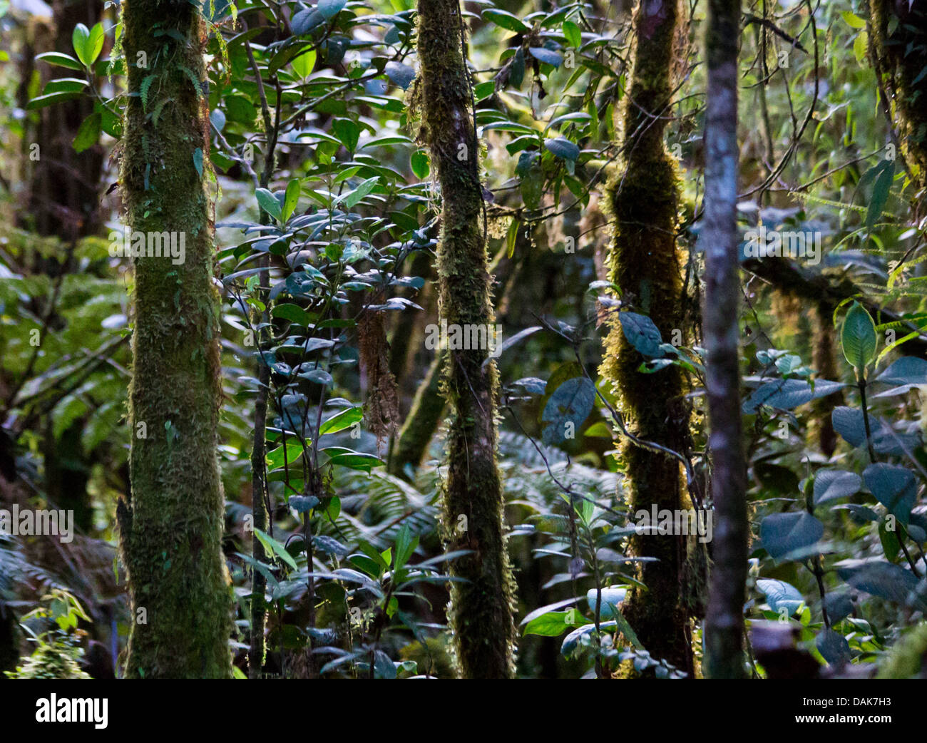 Papua new guinea jungle hi-res stock photography and images - Alamy