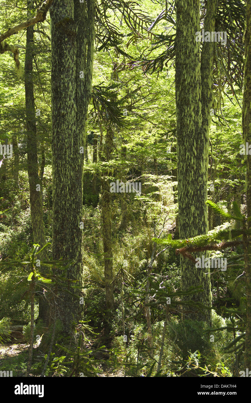 With chilean pines hi-res stock photography and images - Alamy