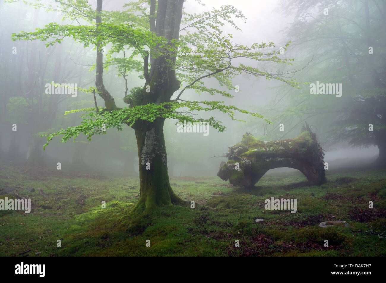 forest with fog in spring Stock Photo - Alamy