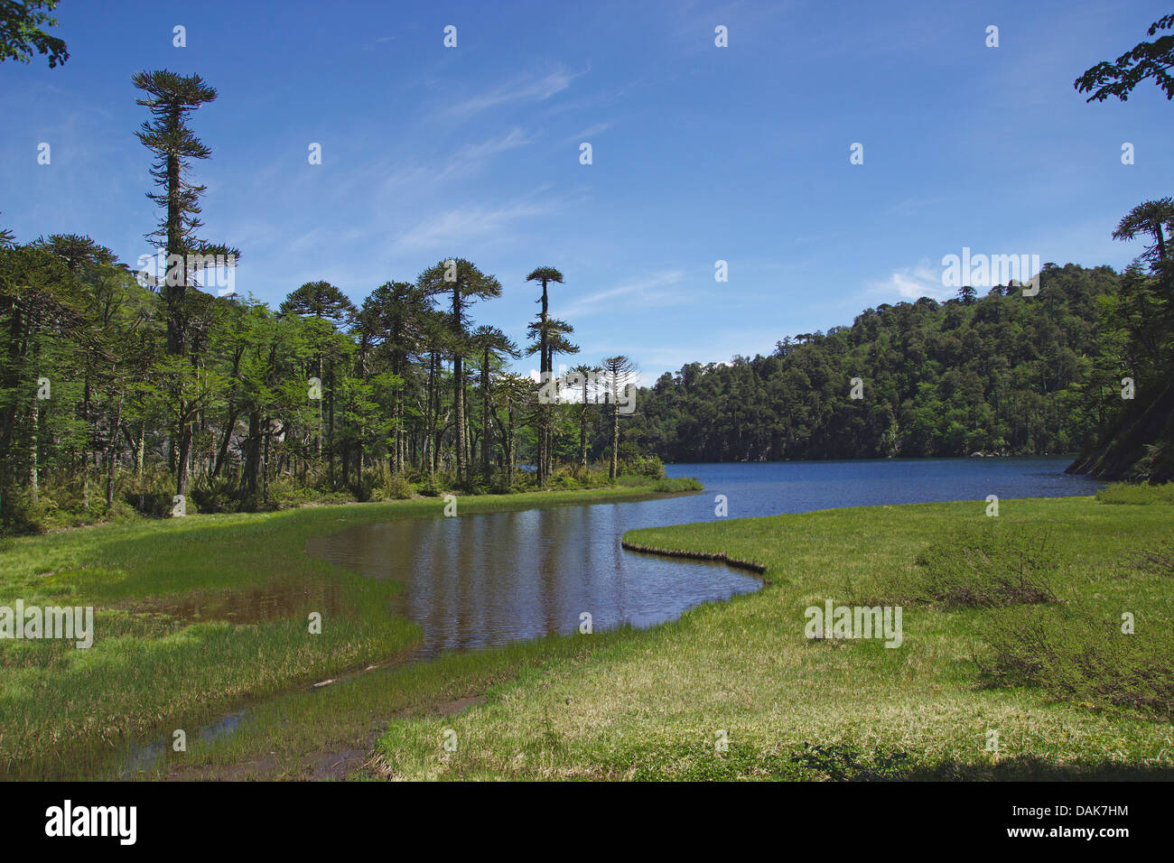 Chilean pine araucaria araucana hi-res stock photography and images - Alamy