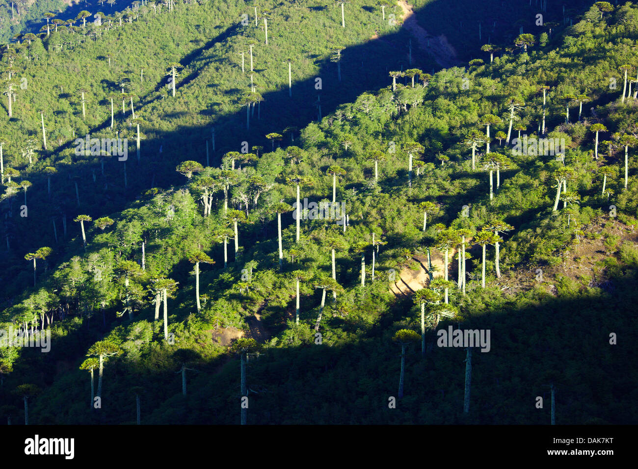 Chilean Pine Araucaria Araucana High Resolution Stock Photography and ...