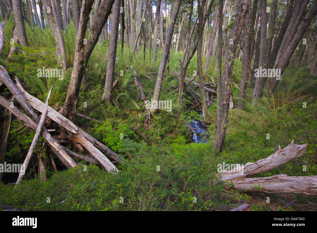 Coigue tree hi-res stock photography and images - Alamy
