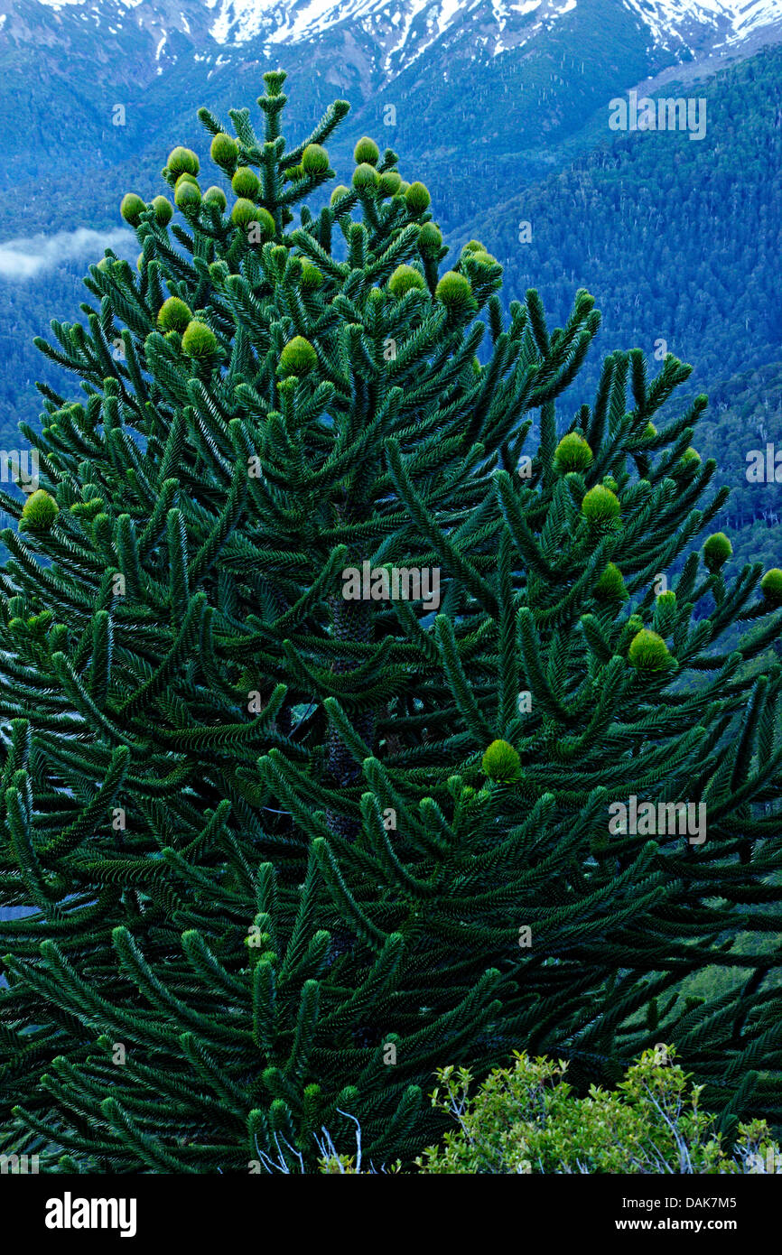 Native trees chile hi-res stock photography and images - Alamy