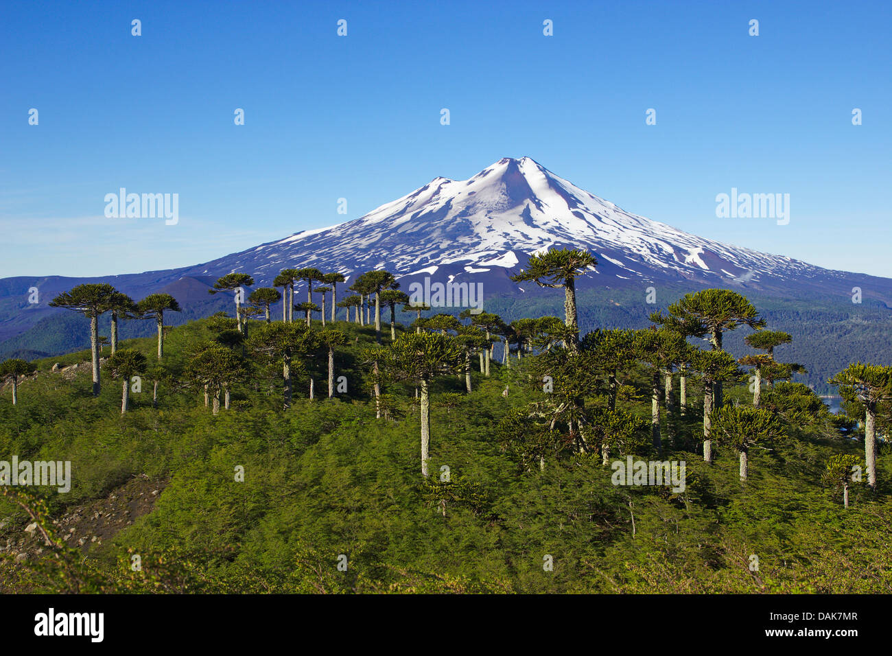 Native trees chile hi-res stock photography and images - Alamy