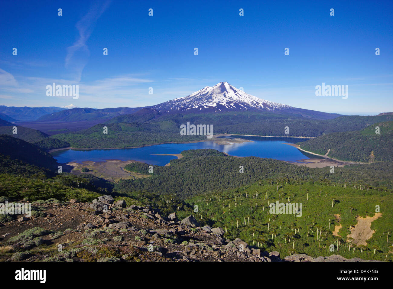 Chilean pine araucaria araucana hi-res stock photography and images - Alamy