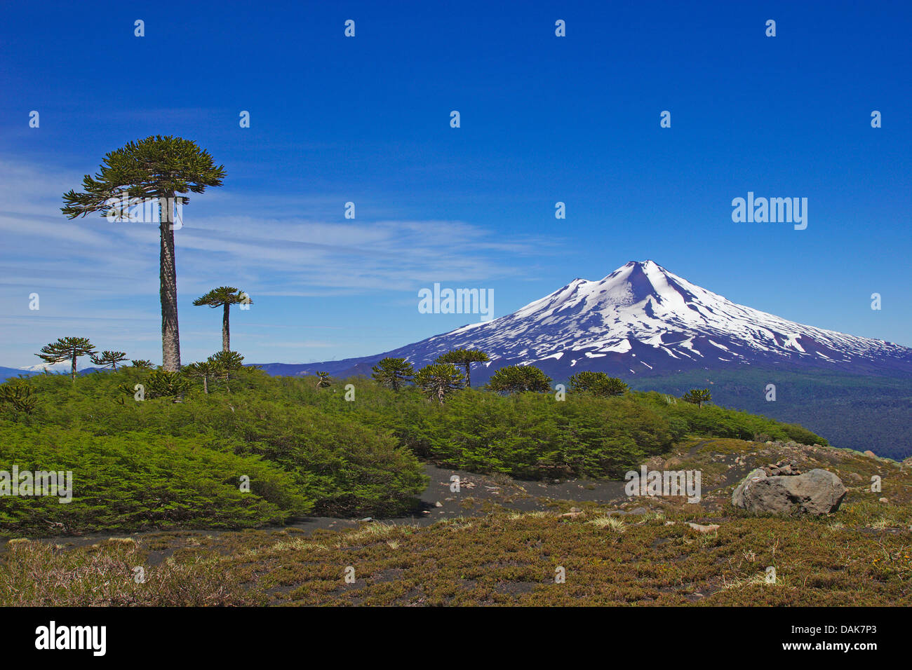 Chilean Pine Araucaria Araucana High Resolution Stock Photography and ...