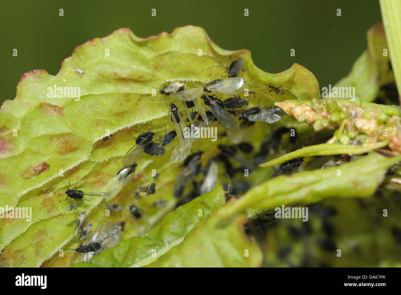Black bean aphid Stock Photo - Alamy